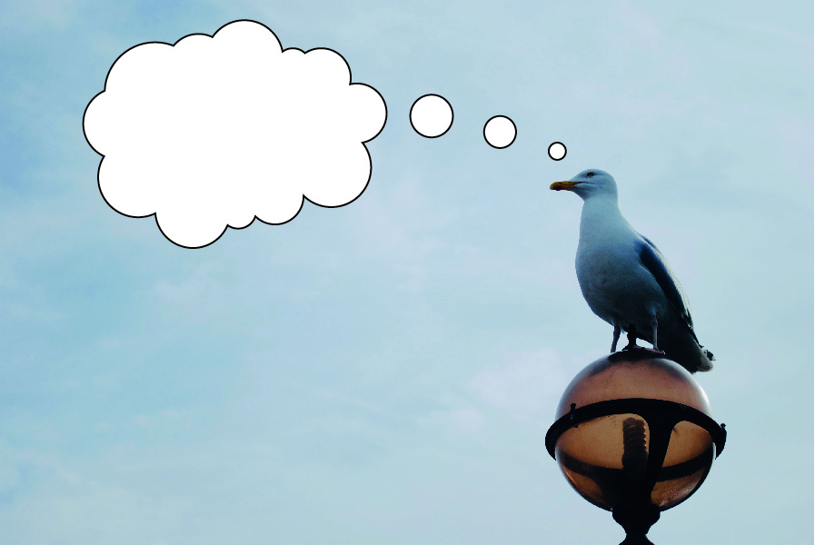 Seagull competition | PouringBeans